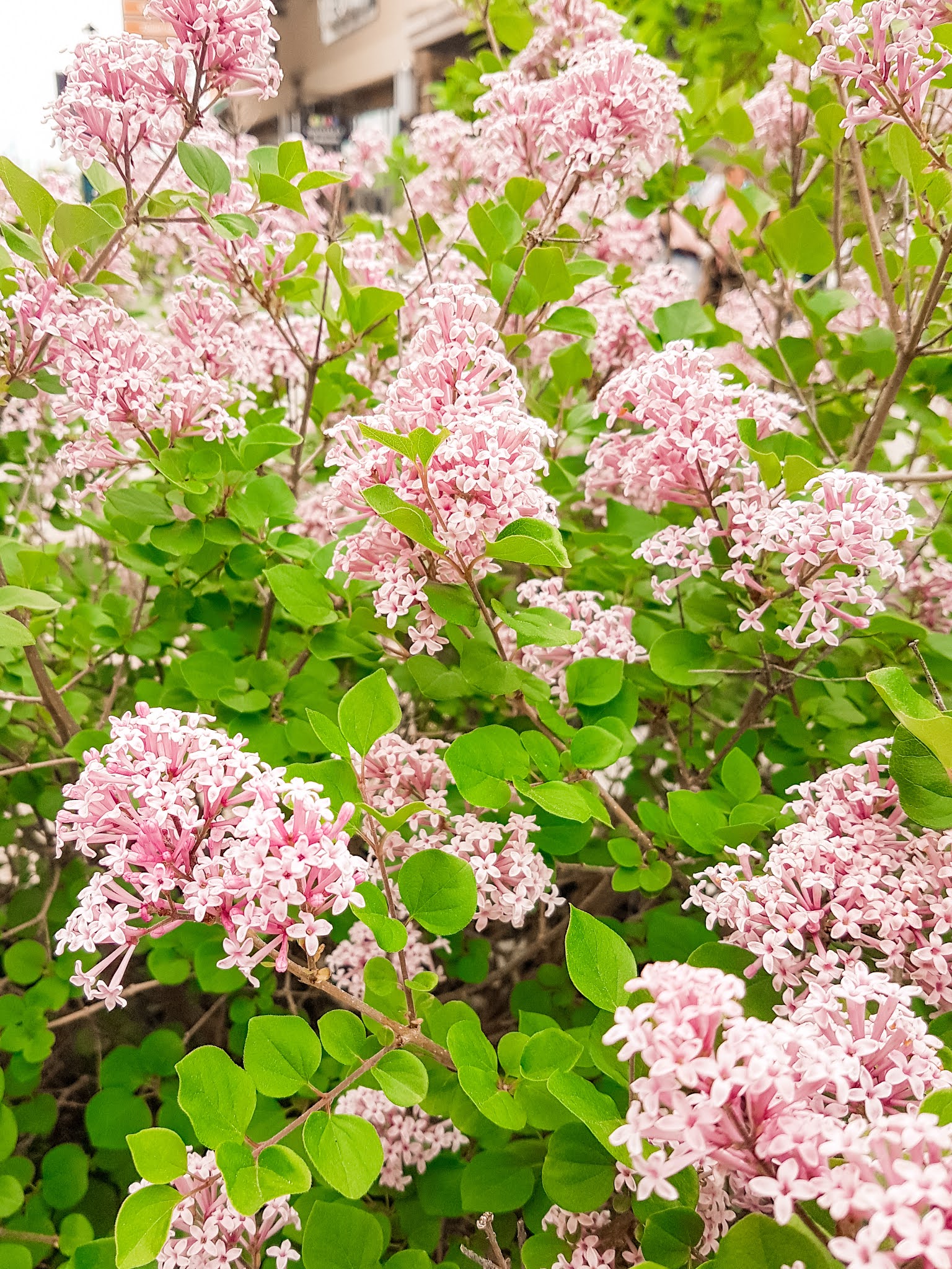 Mid-Year Update | 2020 Edition | Plaid and Sugar